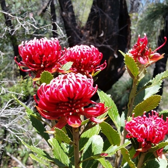 Four Seasons | Glen Innes Highlands