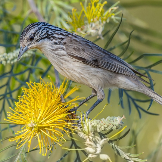 Four Seasons | Glen Innes Highlands