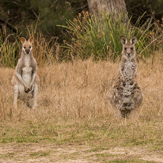 Explore World-ClassNational Parks& Nature Reserves | Glen Innes Highlands