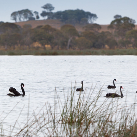 Explore World-ClassNational Parks& Nature Reserves | Glen Innes Highlands