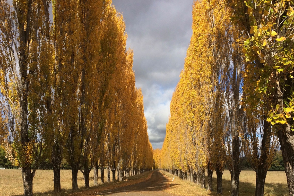 Four Seasons & Autumn Drives in Glen Innes Highlands | Glen Innes Highlands